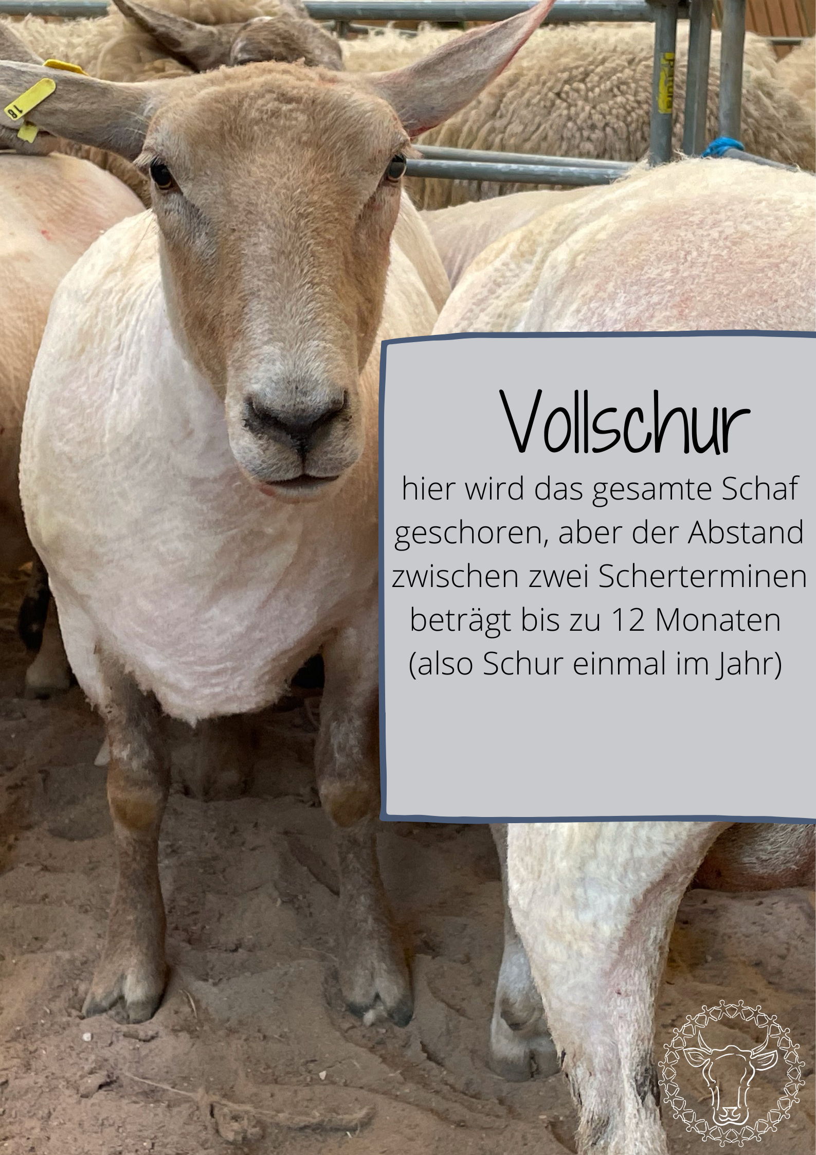 Warum werden eigentlich Schafe geschoren? – MeinTierDeinTier